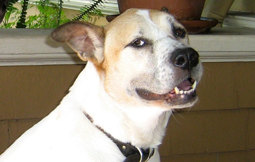 Animal Services Dog Training