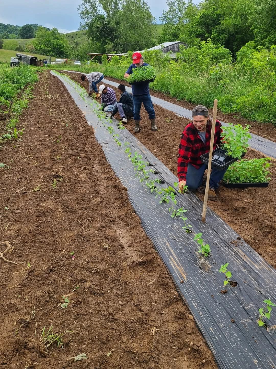 Farming, Organic Farming, Farm - Reeds Valley Farms - Cleveland, Virginia