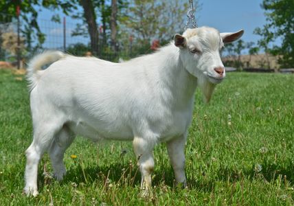 Bucks | Naughty Goat Acres