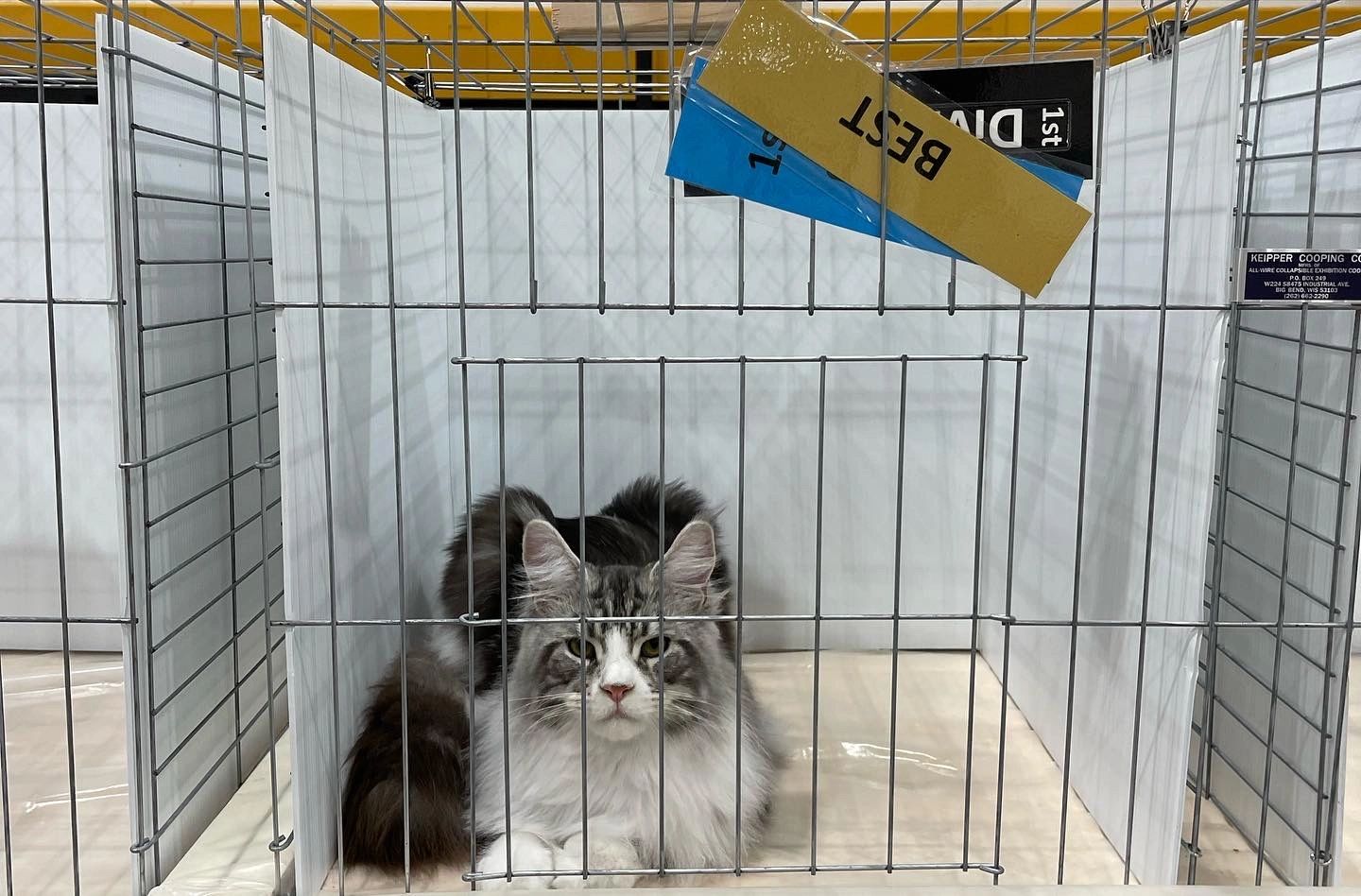 Why Breeders Show Their Cats