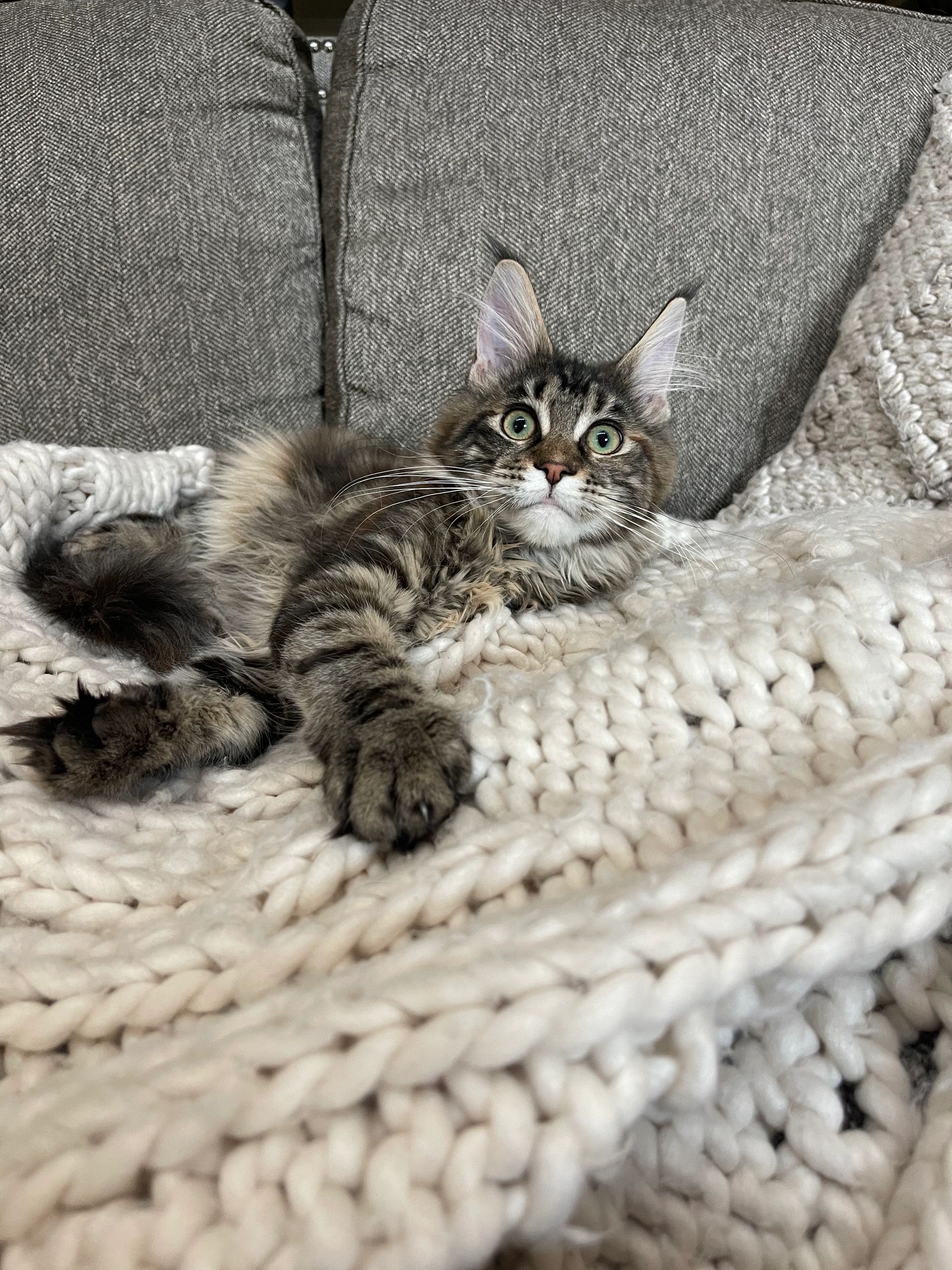 Kitten Assessment Form