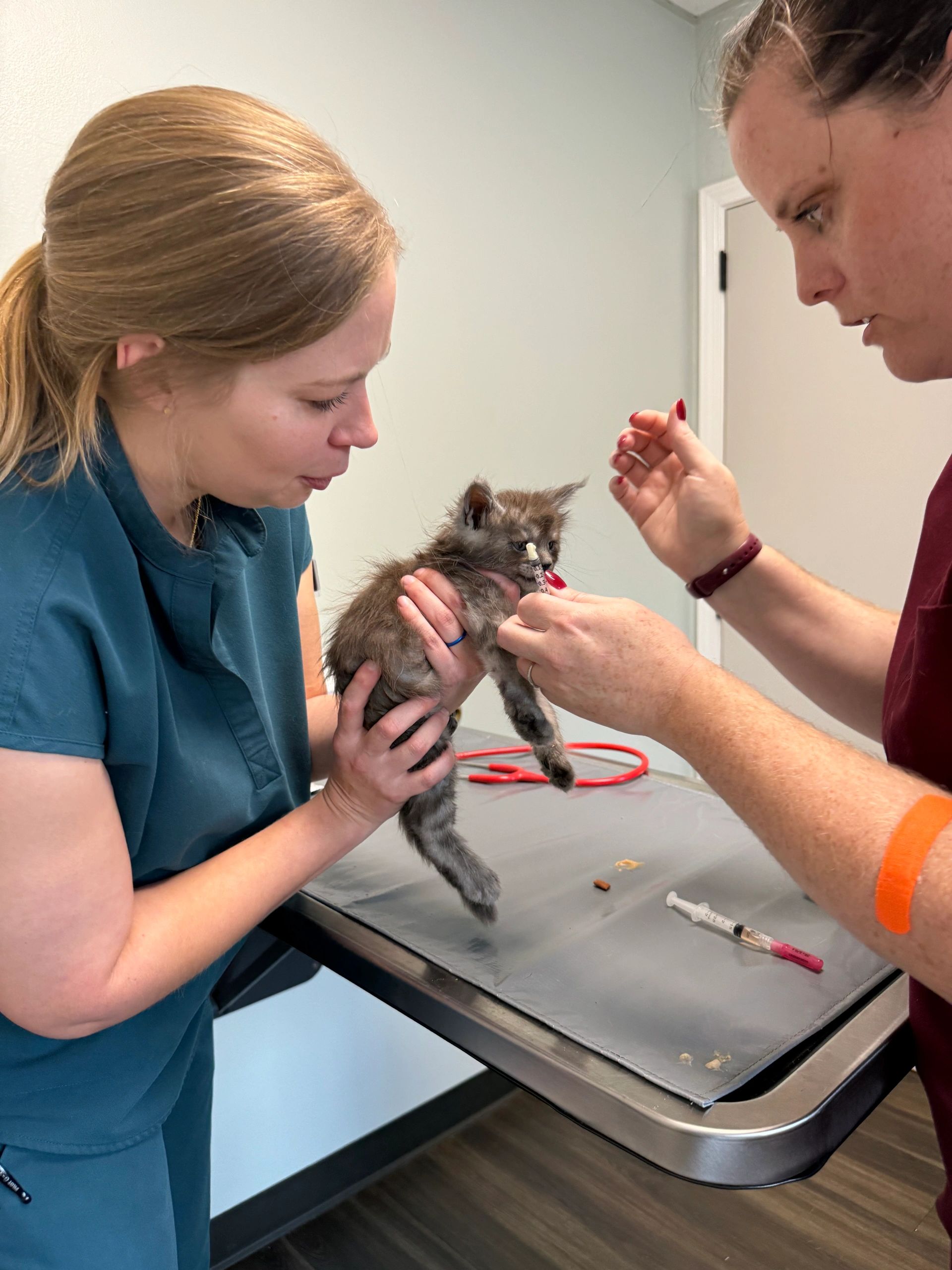 Kitten Vaccinations 101: Protecting Your Maine Coon Companion