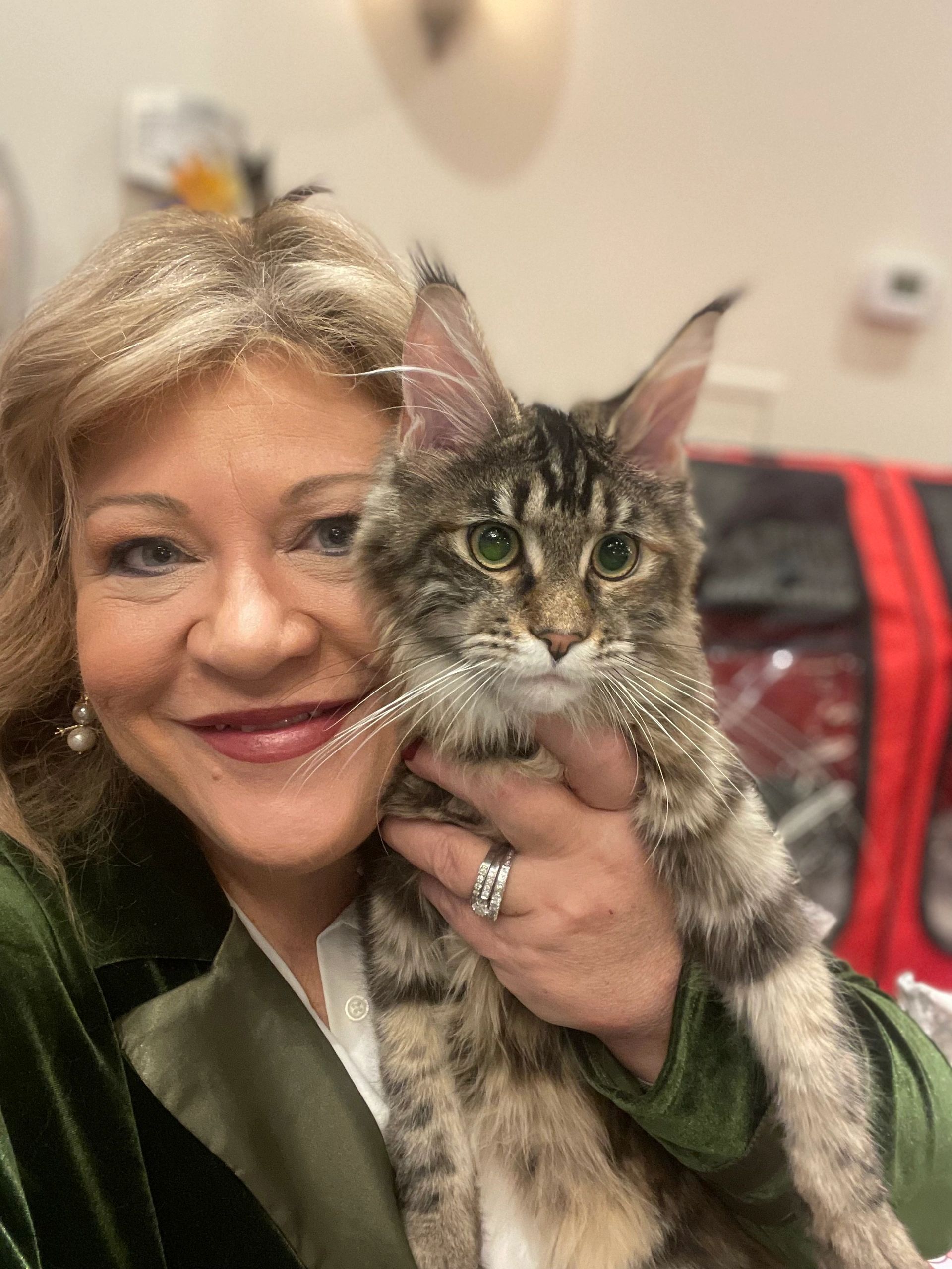 The Ultimate Guide to Choosing a Maine Coon Breeder