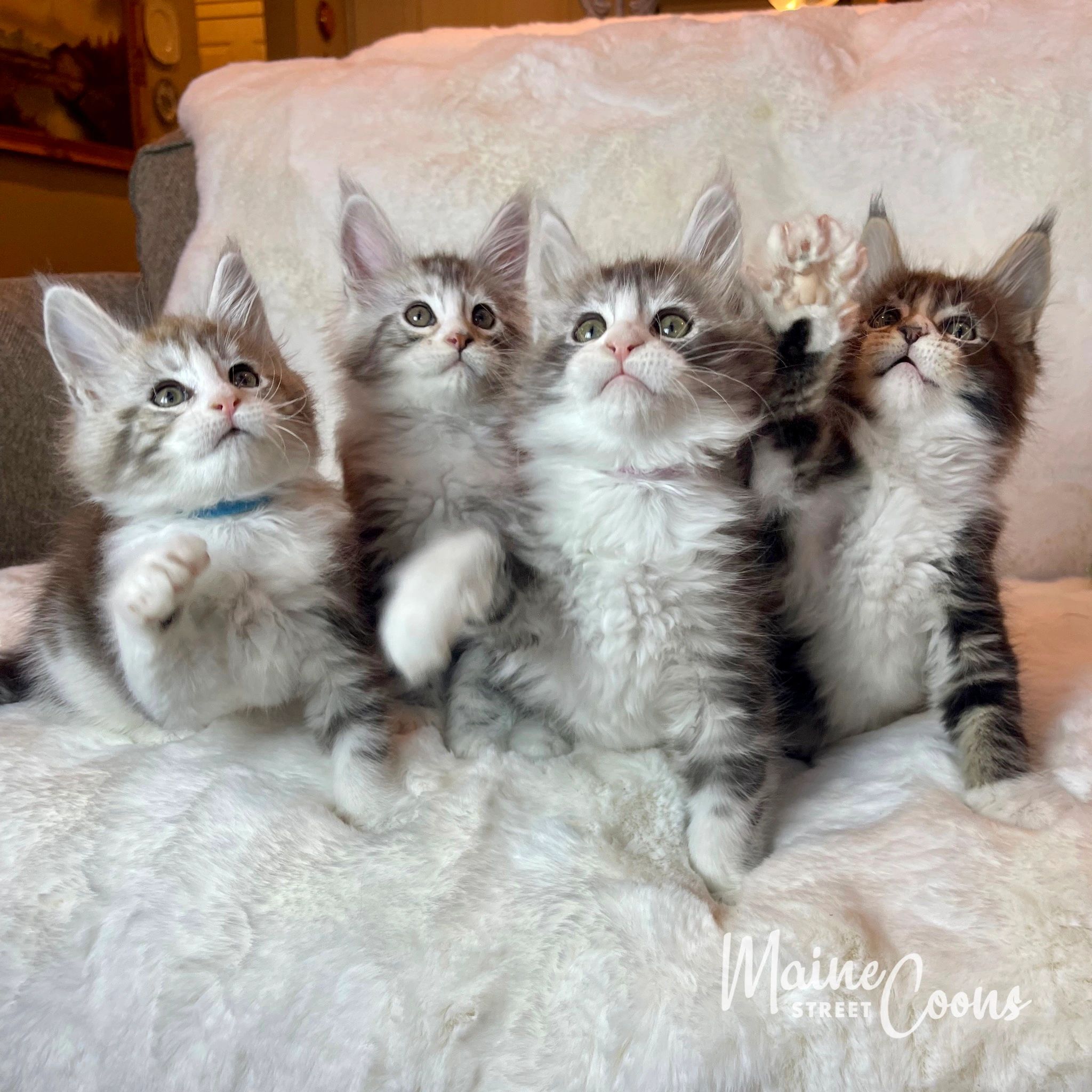 Maine Street Coons l Alabama Maine Coon Breeder - Maine Coon, Maine ...