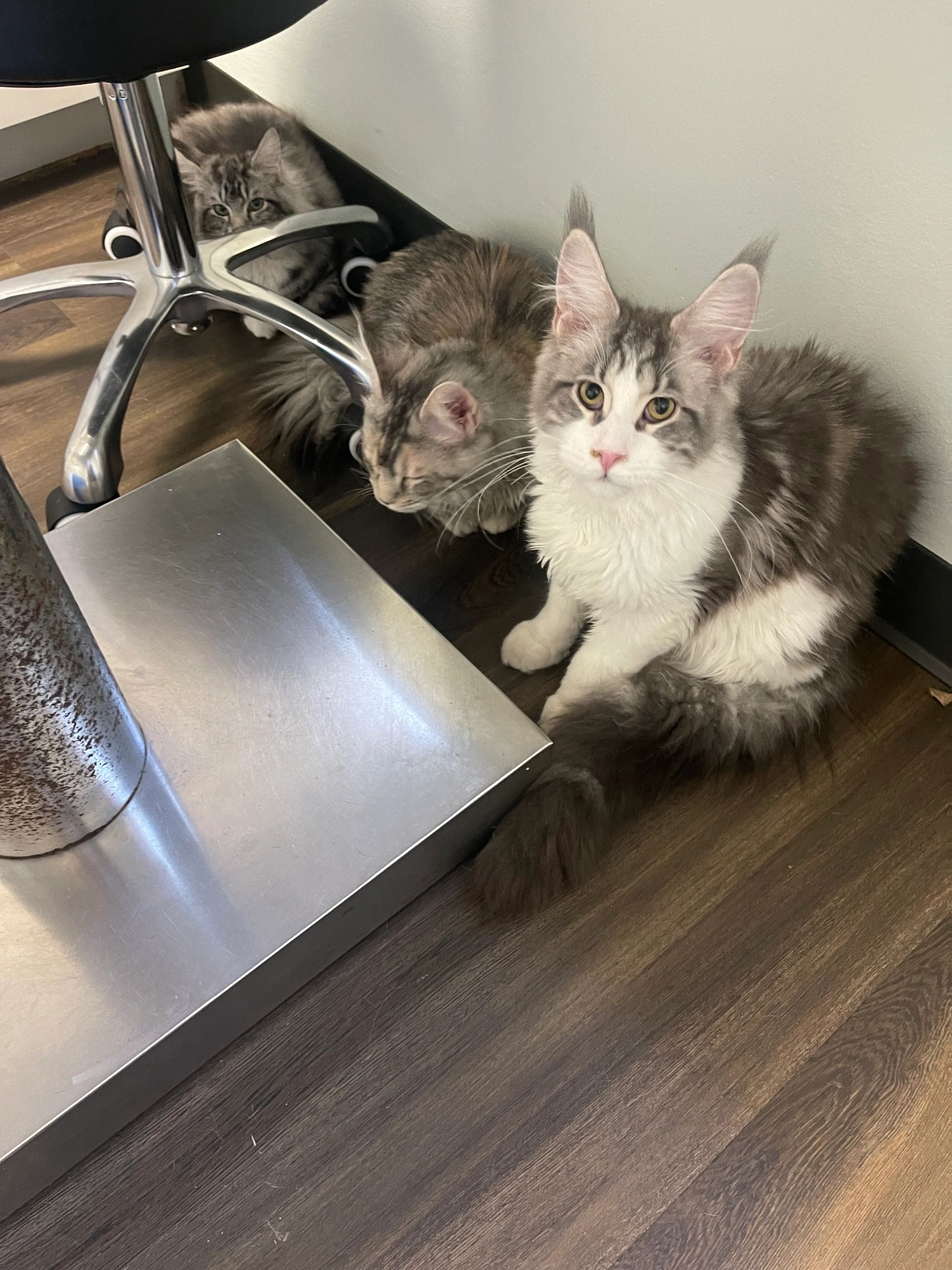 Understanding FIP & the Life-Saving Treatment Available in U.S.