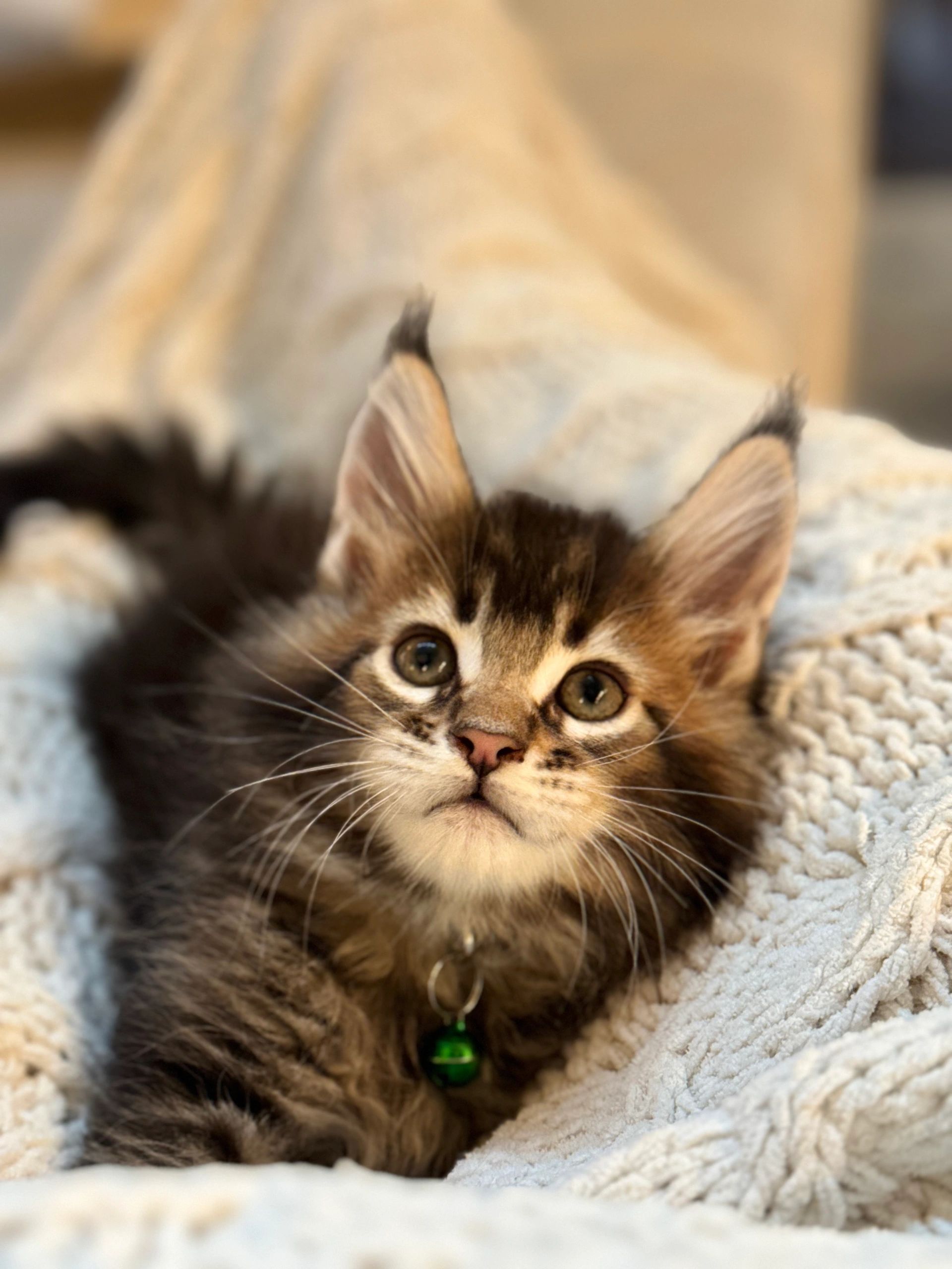 Kitten Development