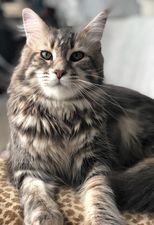 5 Tips to Pick a Beautiful Maine Coon from a Litter