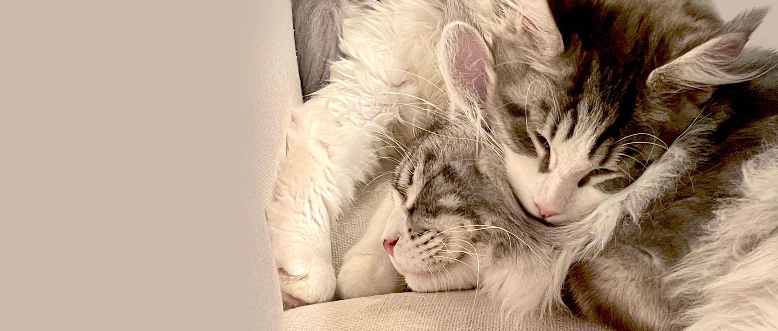 Maine Street Coons l Alabama Maine Coon Breeder