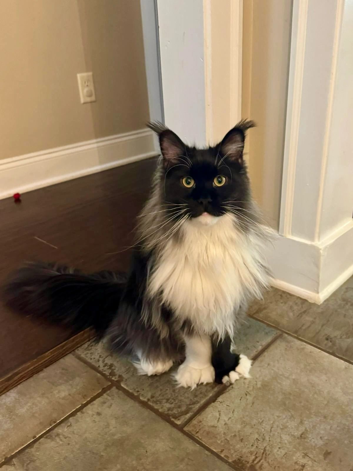 Polydactyl Maine Coons Explained