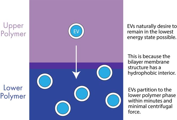 Isolation of Extracellular Vesicles - GET EVs