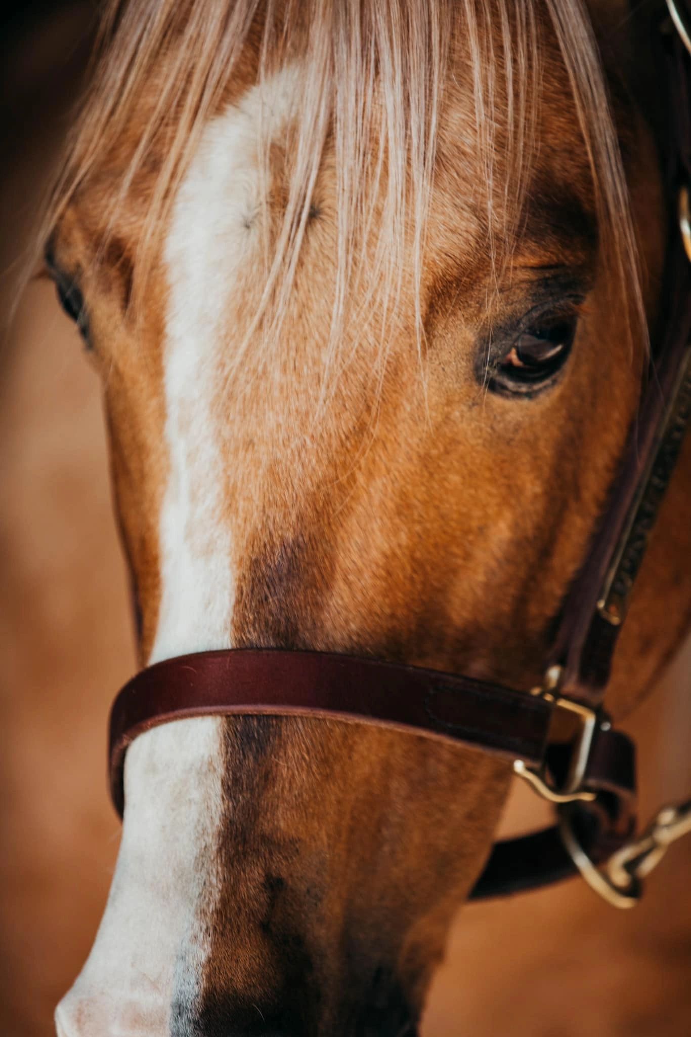 Dunn Ranch - Horses, Horse, Breeding Farm