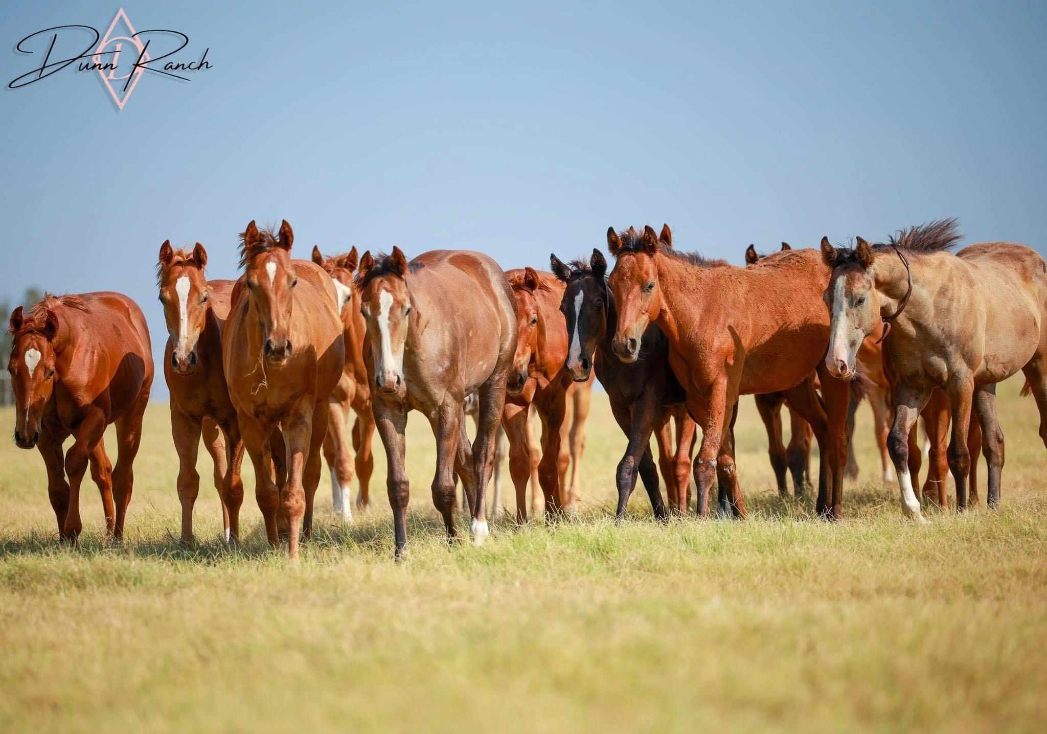 Dunn Ranch - Horses, Horse, Breeding Farm