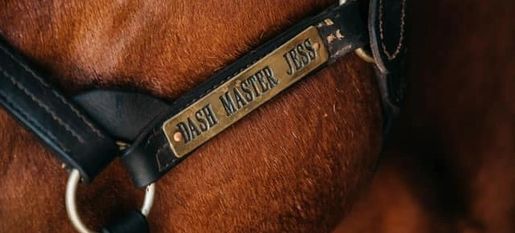 Dunn Ranch - Horses, Horse, Breeding Farm