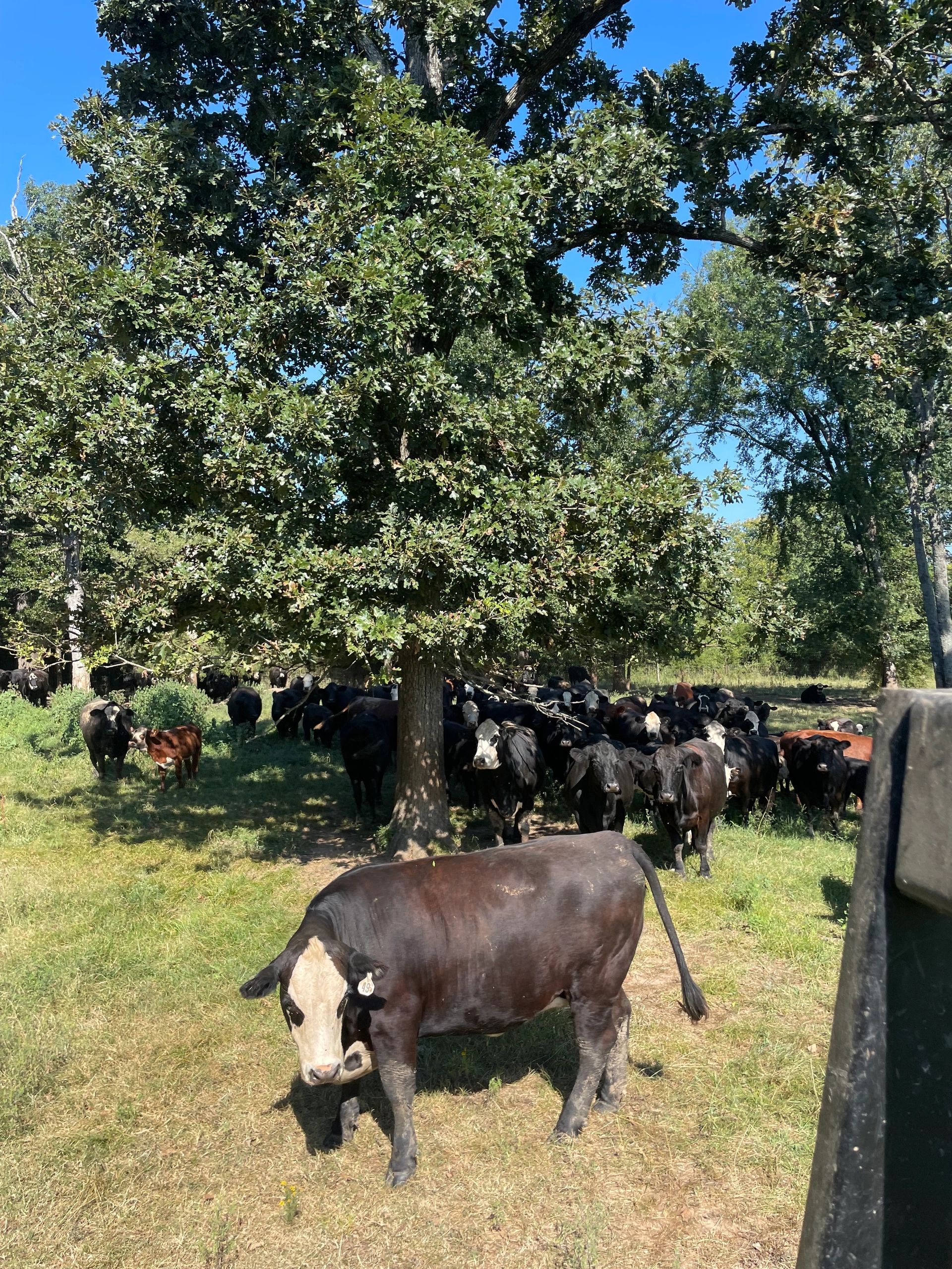 Beef cattle. Let's talk about it!
