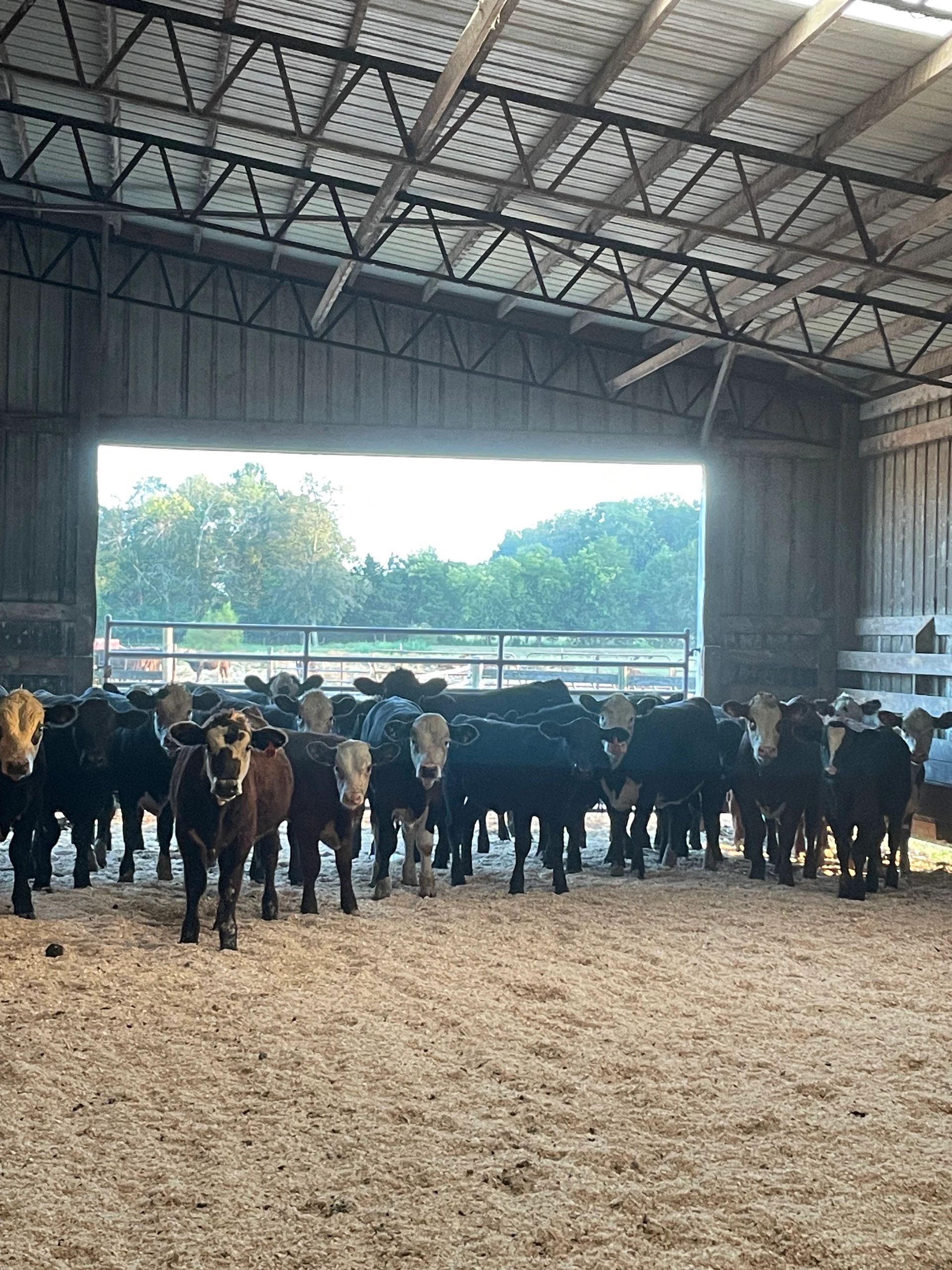 Weaning Calves. Let's Talk About It!