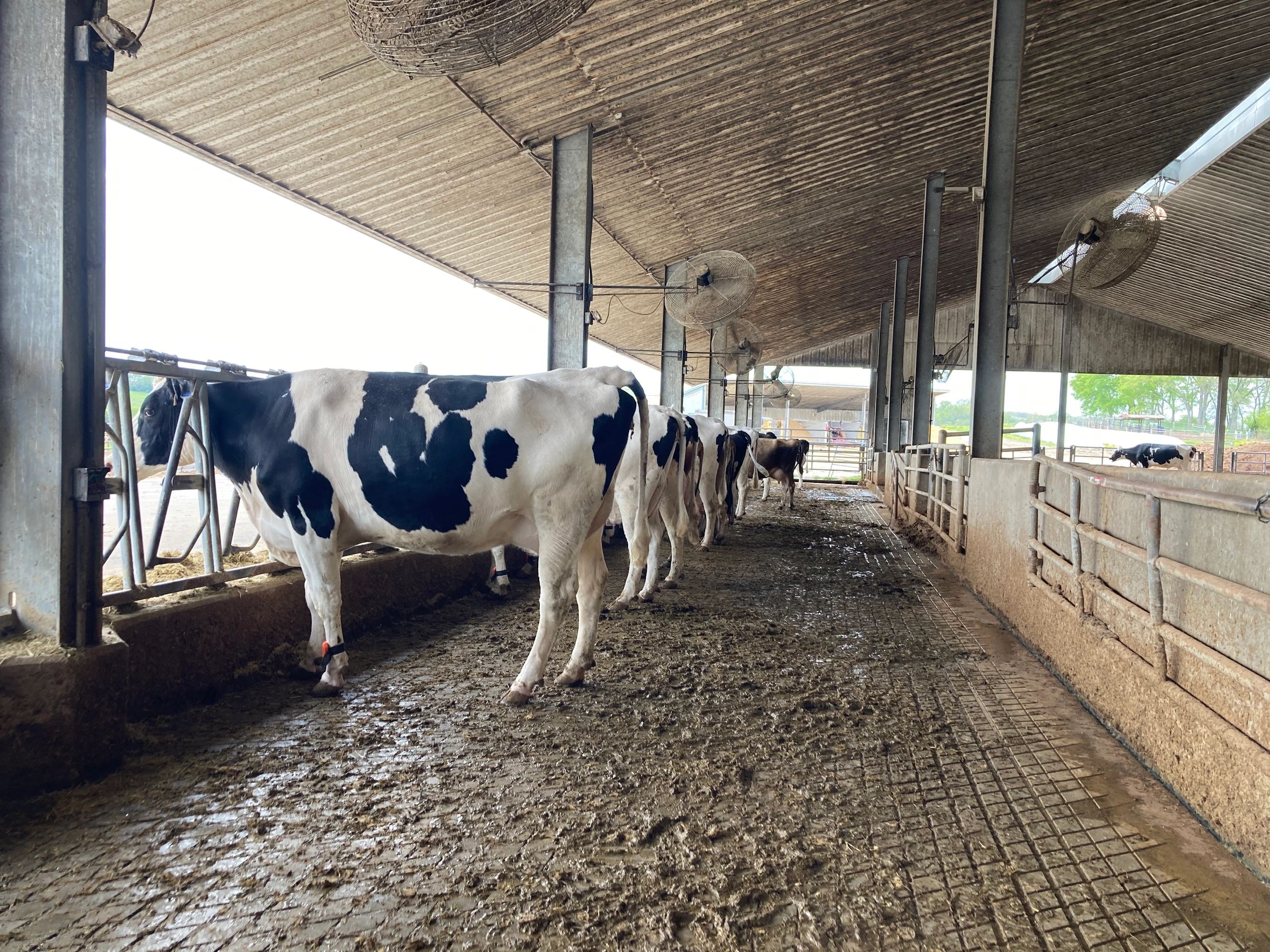 Structure of Dairy Cattle VS. Beef Cattle. Let's talk about it.