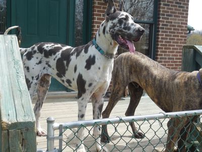 Studs at Service | Hilltop Great Danes