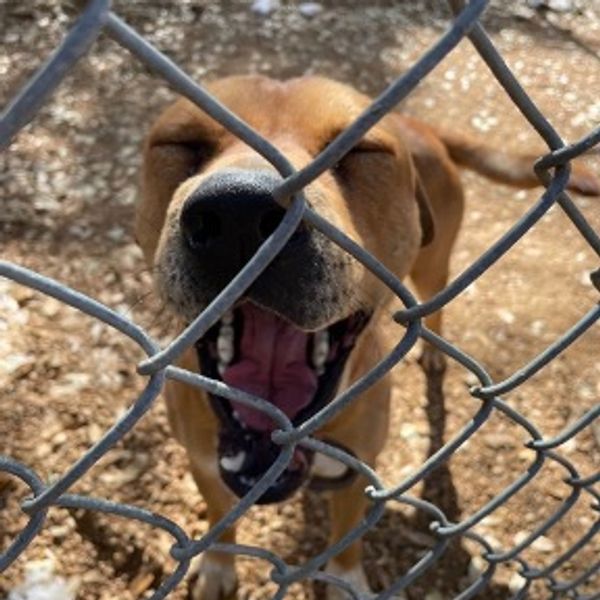 Lockhart Fur Ball - Helping Animals, Lockhart Animal Shelter