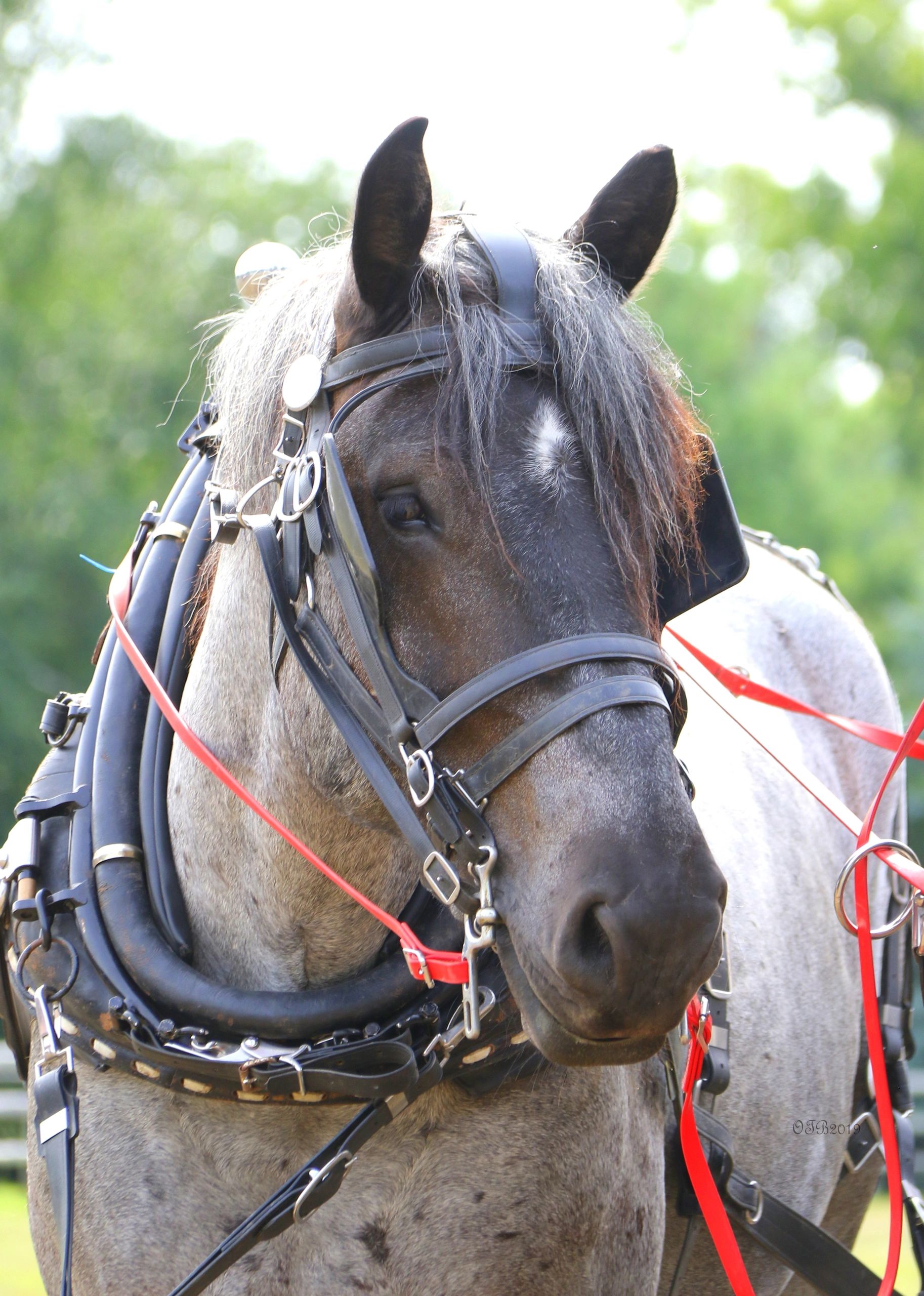 Meet the Working Members of the Herd