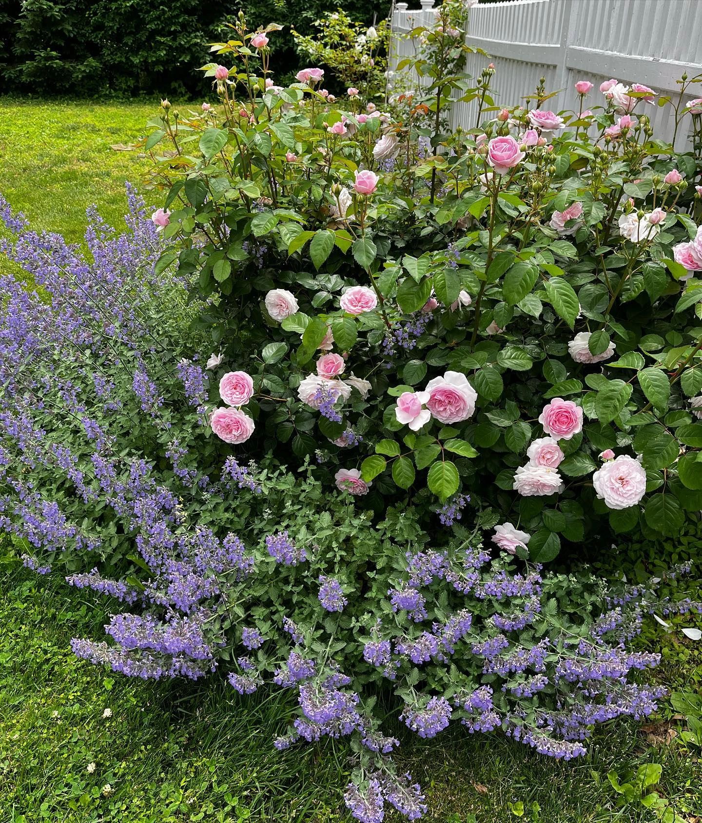 Courtney Conway Garden Design