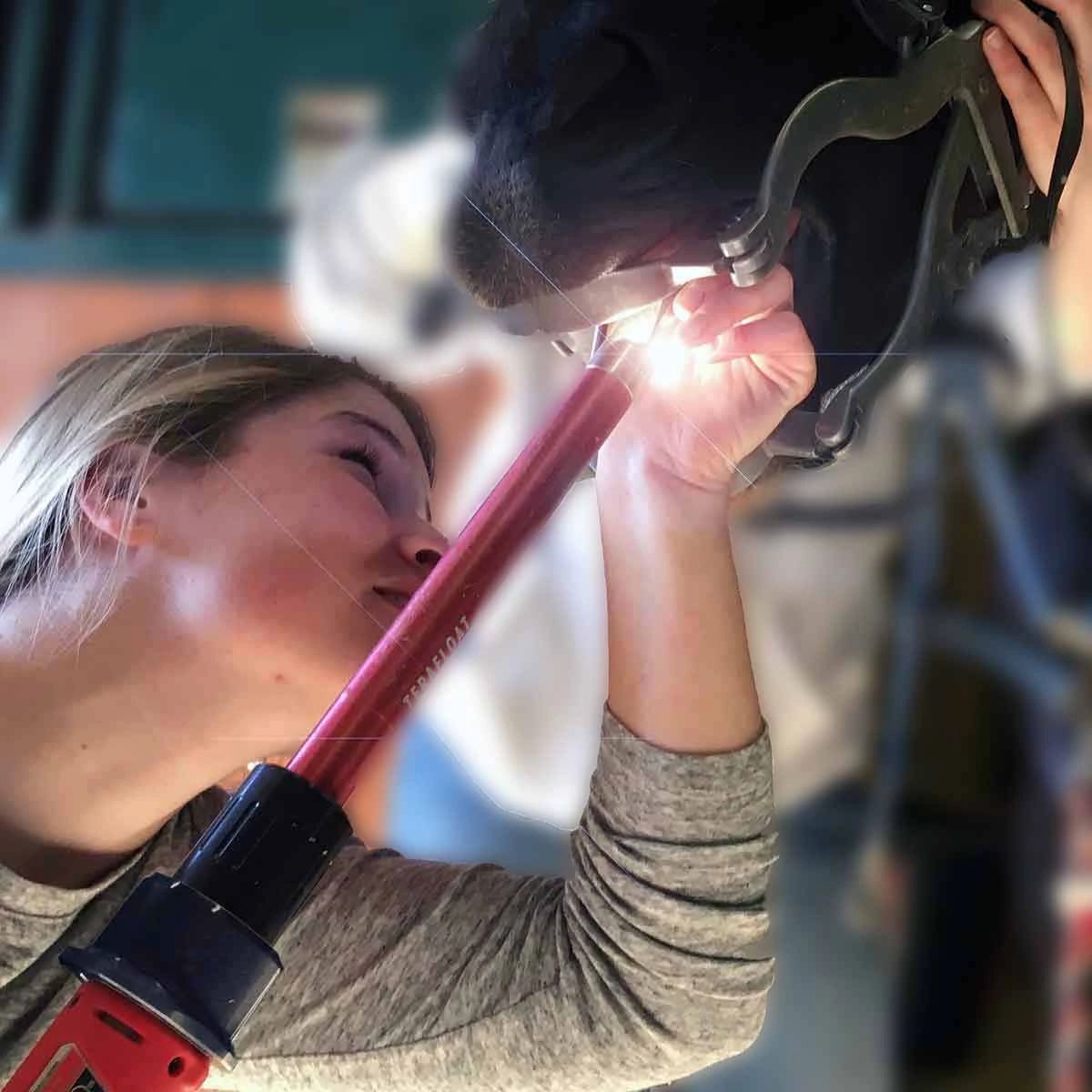 Terafloat - Equine Dentistry, Veterinary, Powerfloat