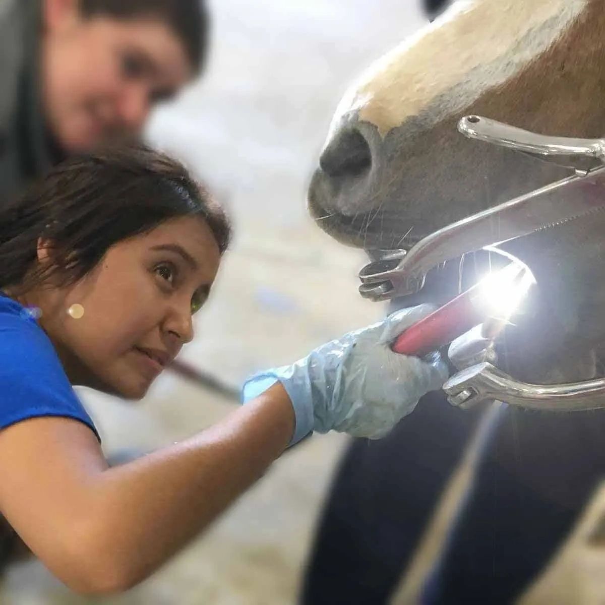 Terafloat - Equine Dentistry, Veterinary, Powerfloat