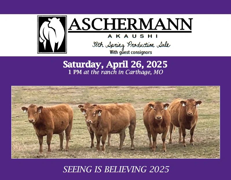 Aschermann Akaushi