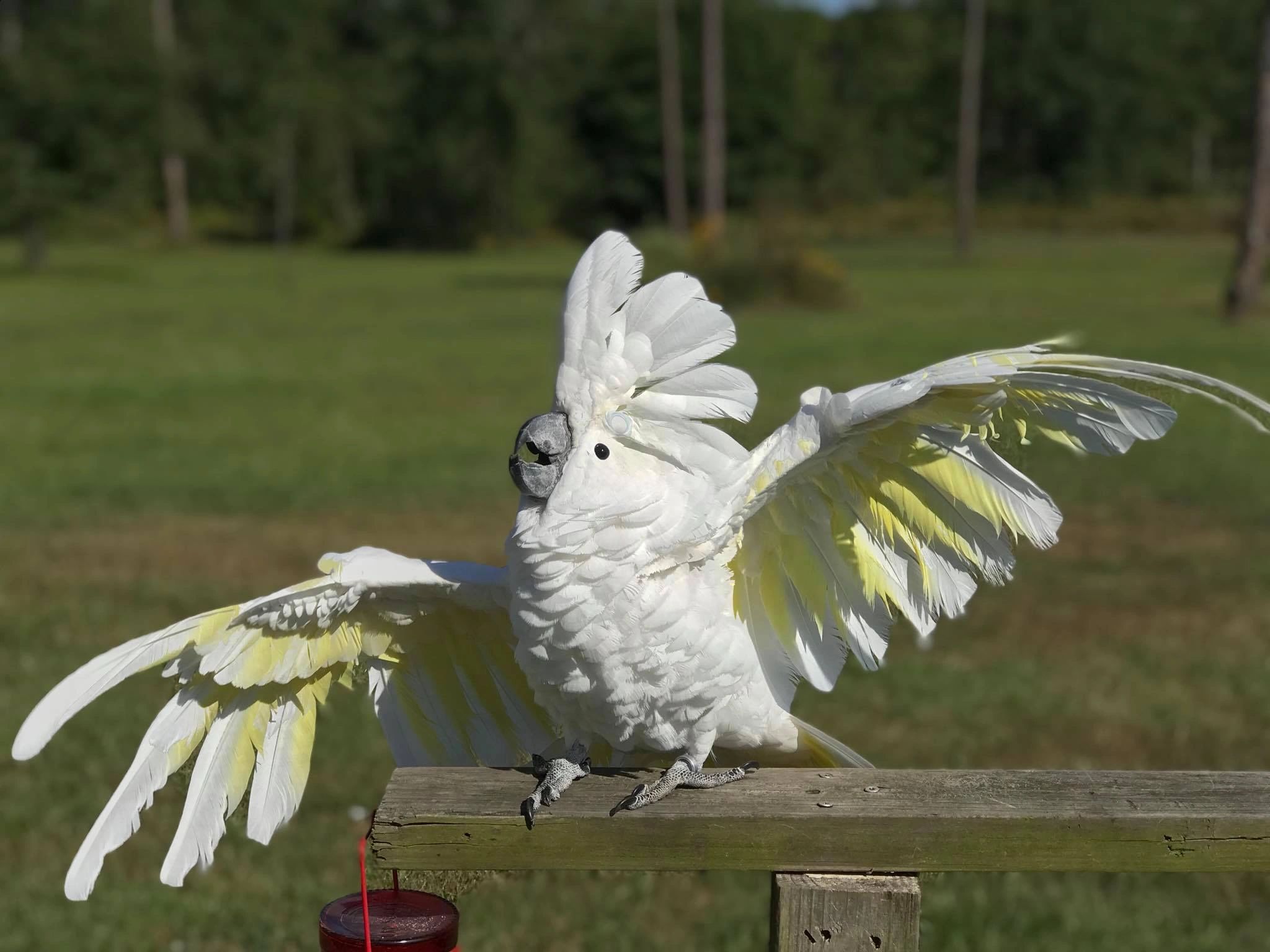 Snowee The Cockatoo - Home
