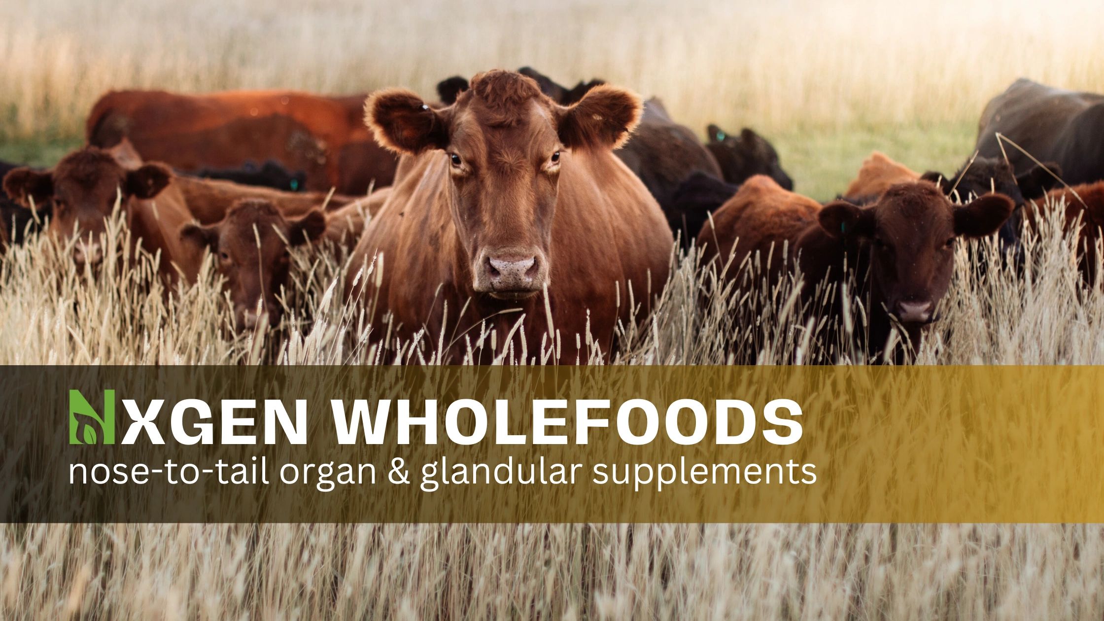 NXGEN Wholefoods - Beef Organs, Ancestral Nutrition, Beef Organs