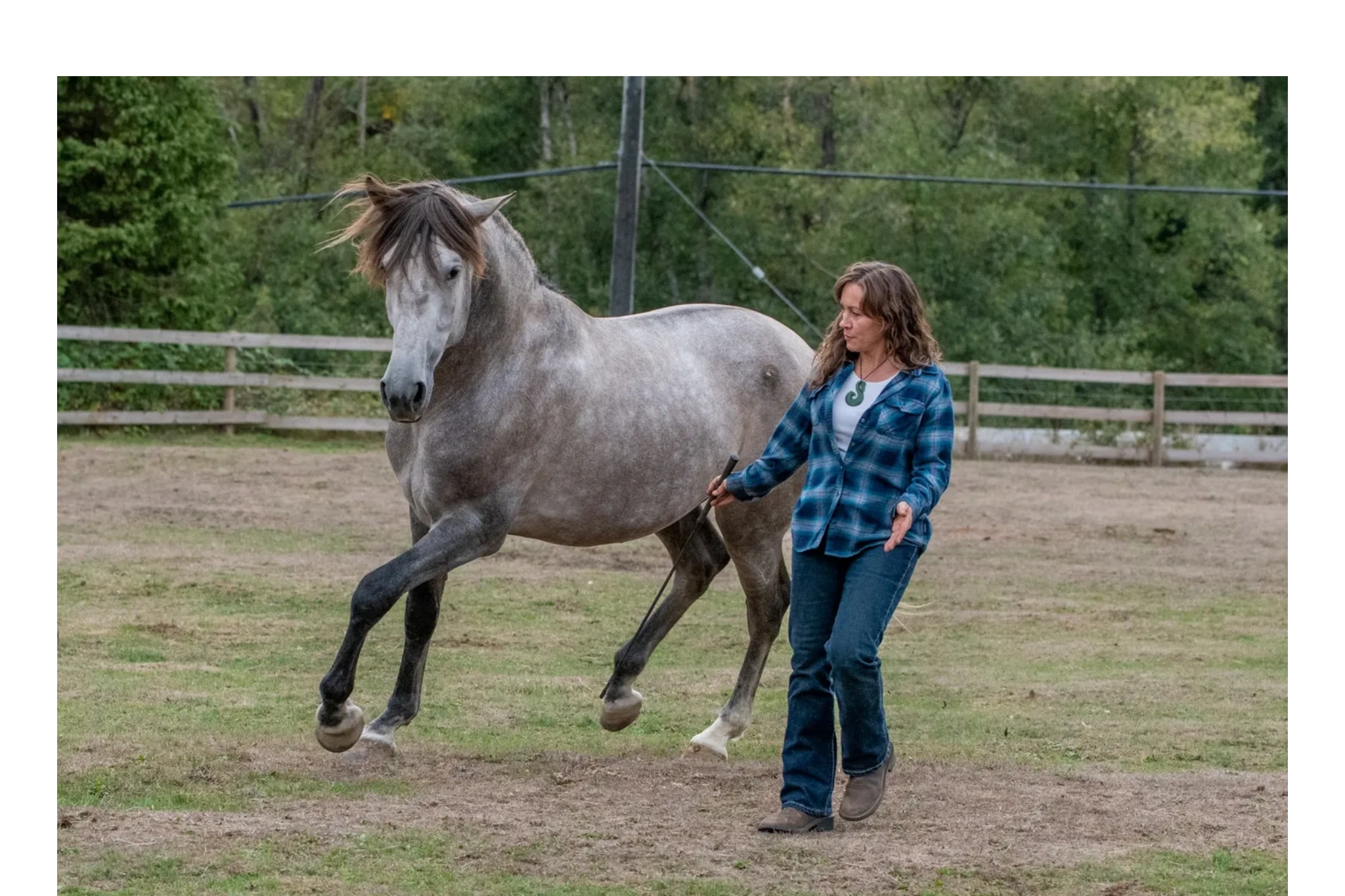 Straightness Training | Adiva Murphy Horsemanship