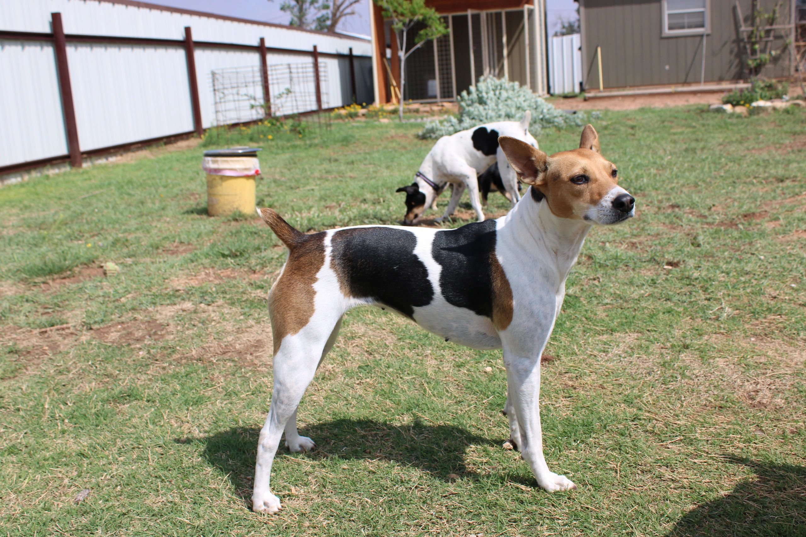 Outlaw’S Decker Rat Terrier