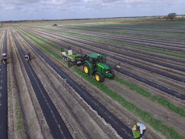 Sun Fresh Farms