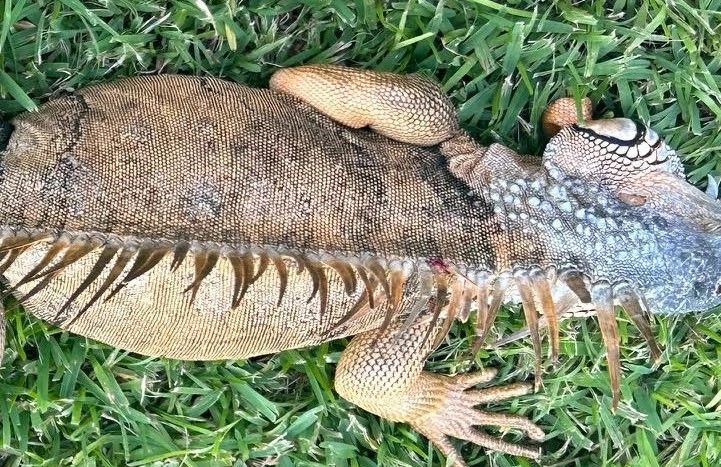 Expert Iguana Removal Services