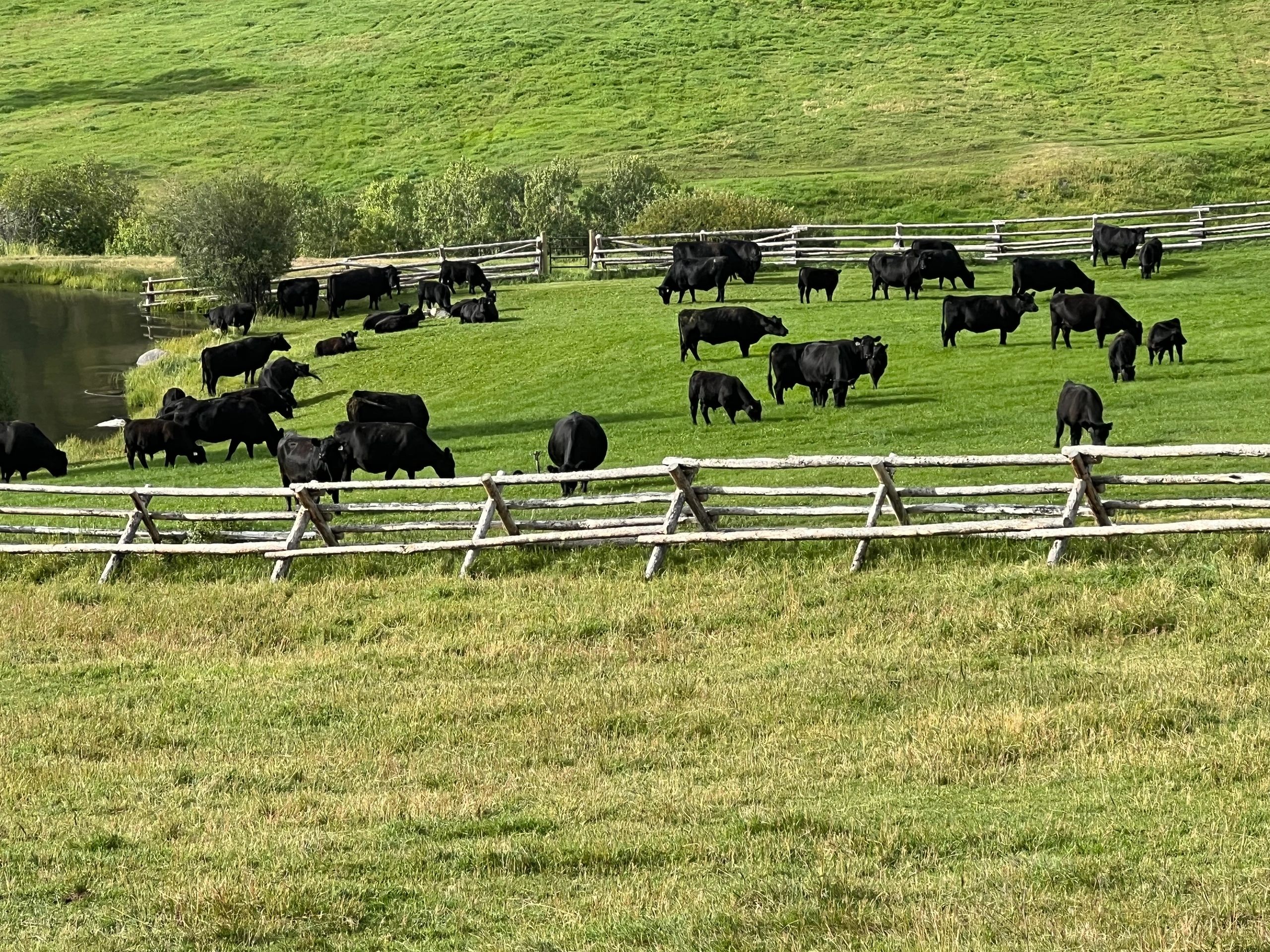 Registered Angus Cattle for Quality Breeding and Sales