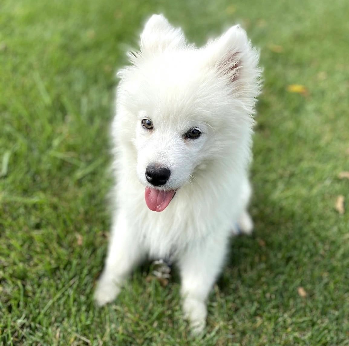 2 Week Puppy Training