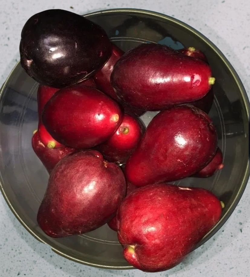 Otaheite Apple Countries