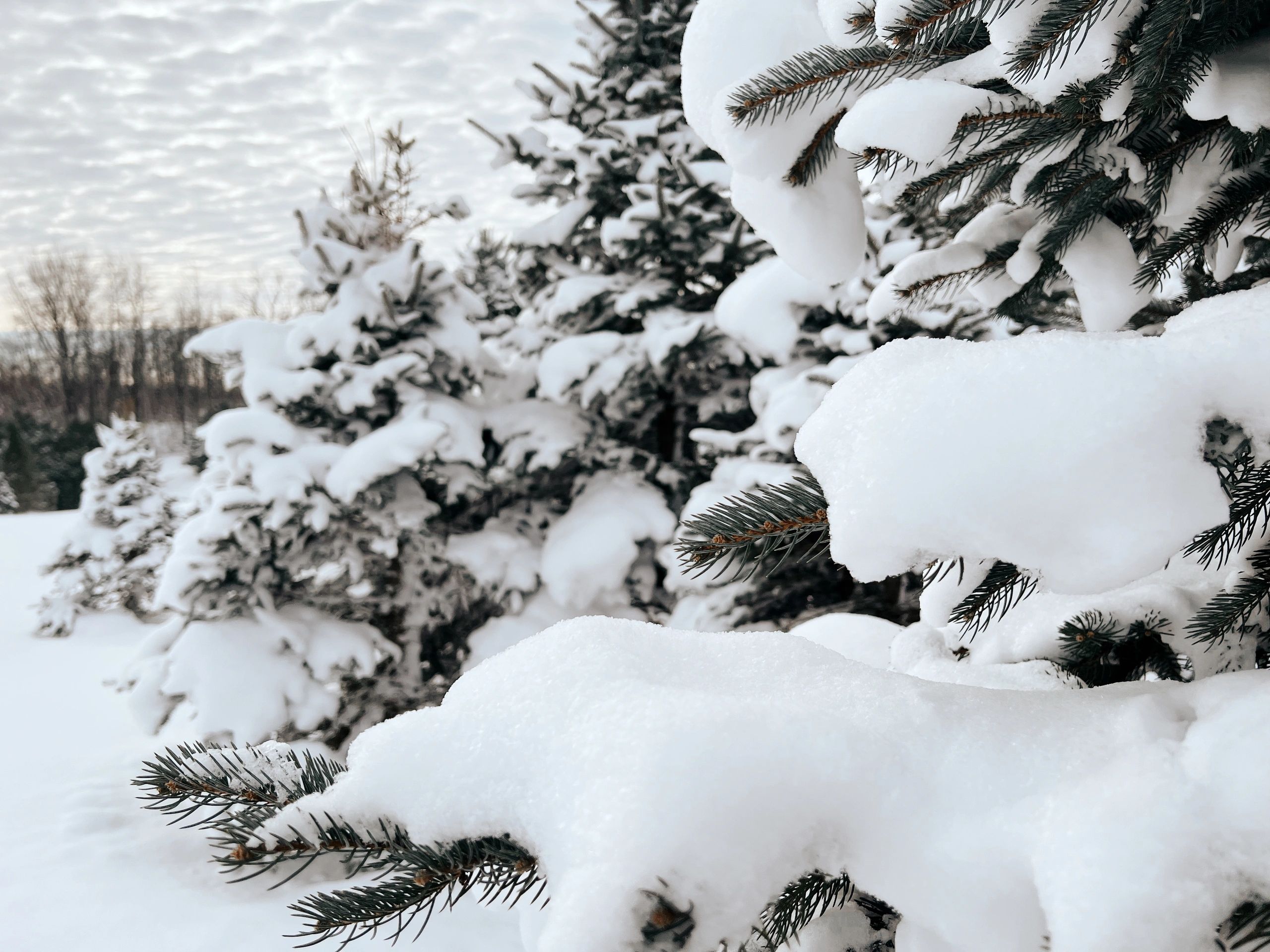 Red Barn Evergreens - Christmas Tree Farm, U-Cut