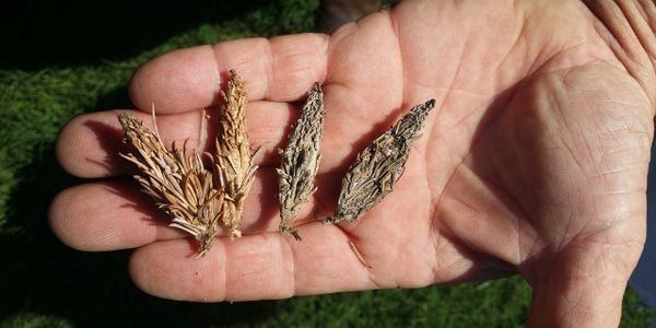 Tree Services - Tree Wizard LLC