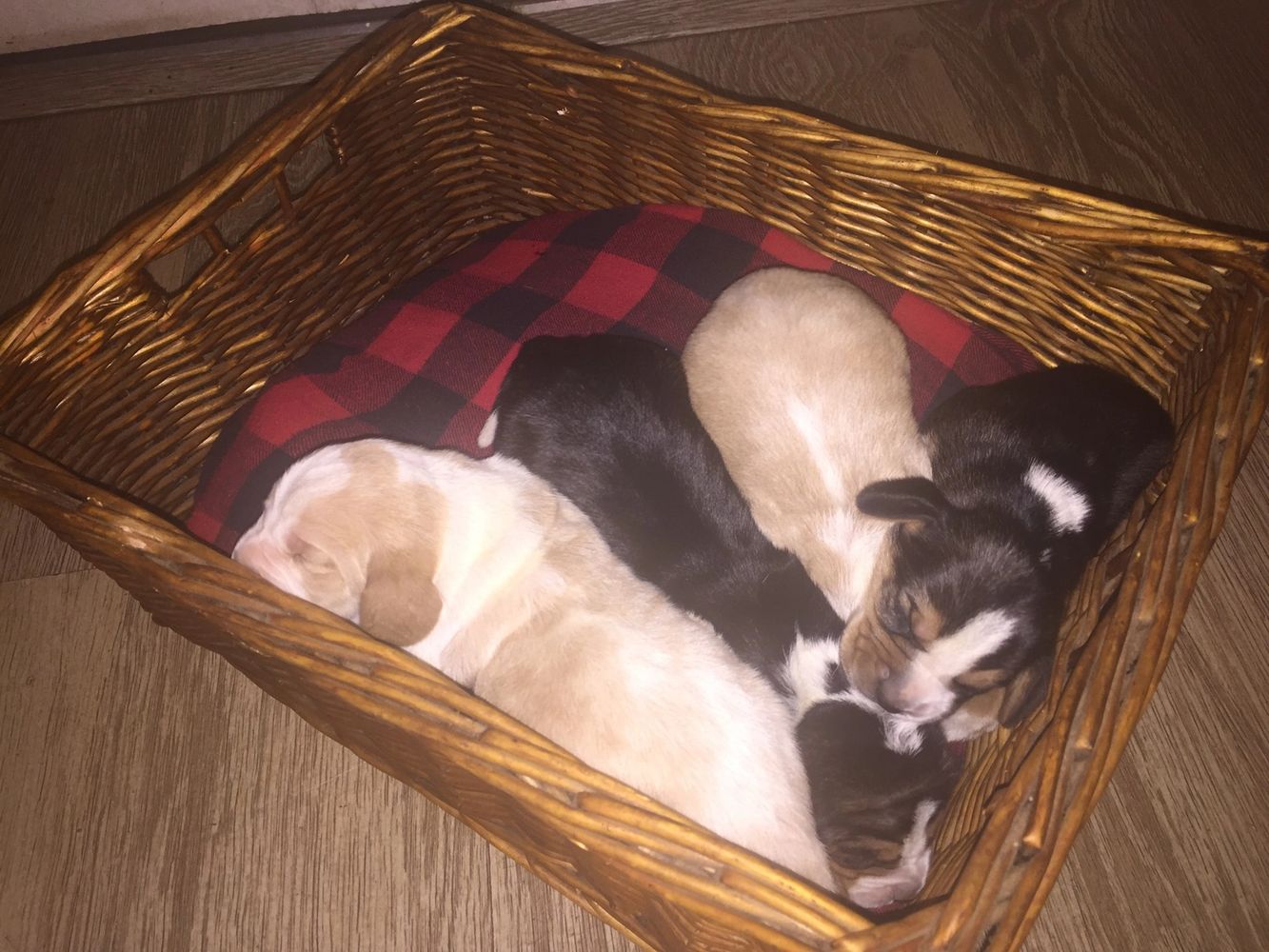 Mississippi - Bradshaw Basset Hounds