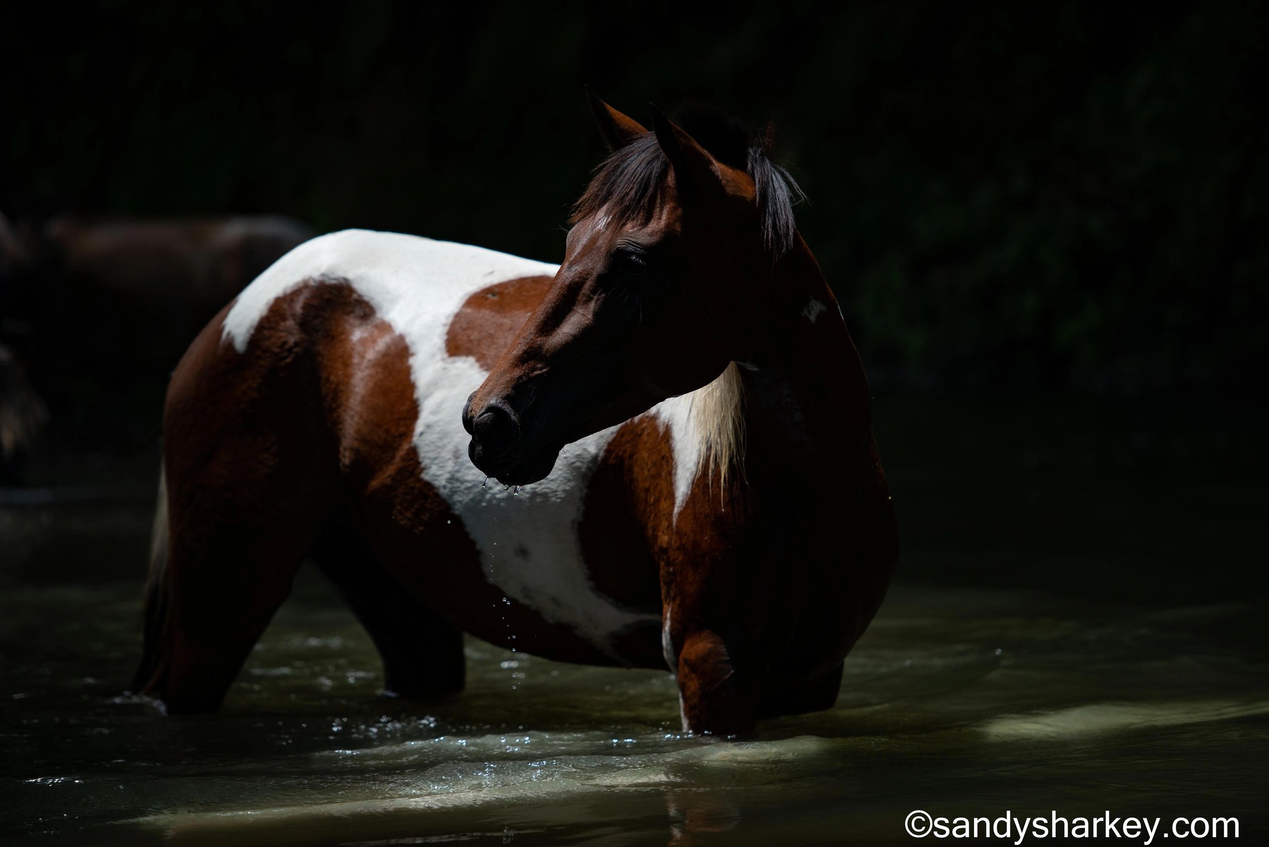 The Beginning of Find Wild Horses Find Yourself