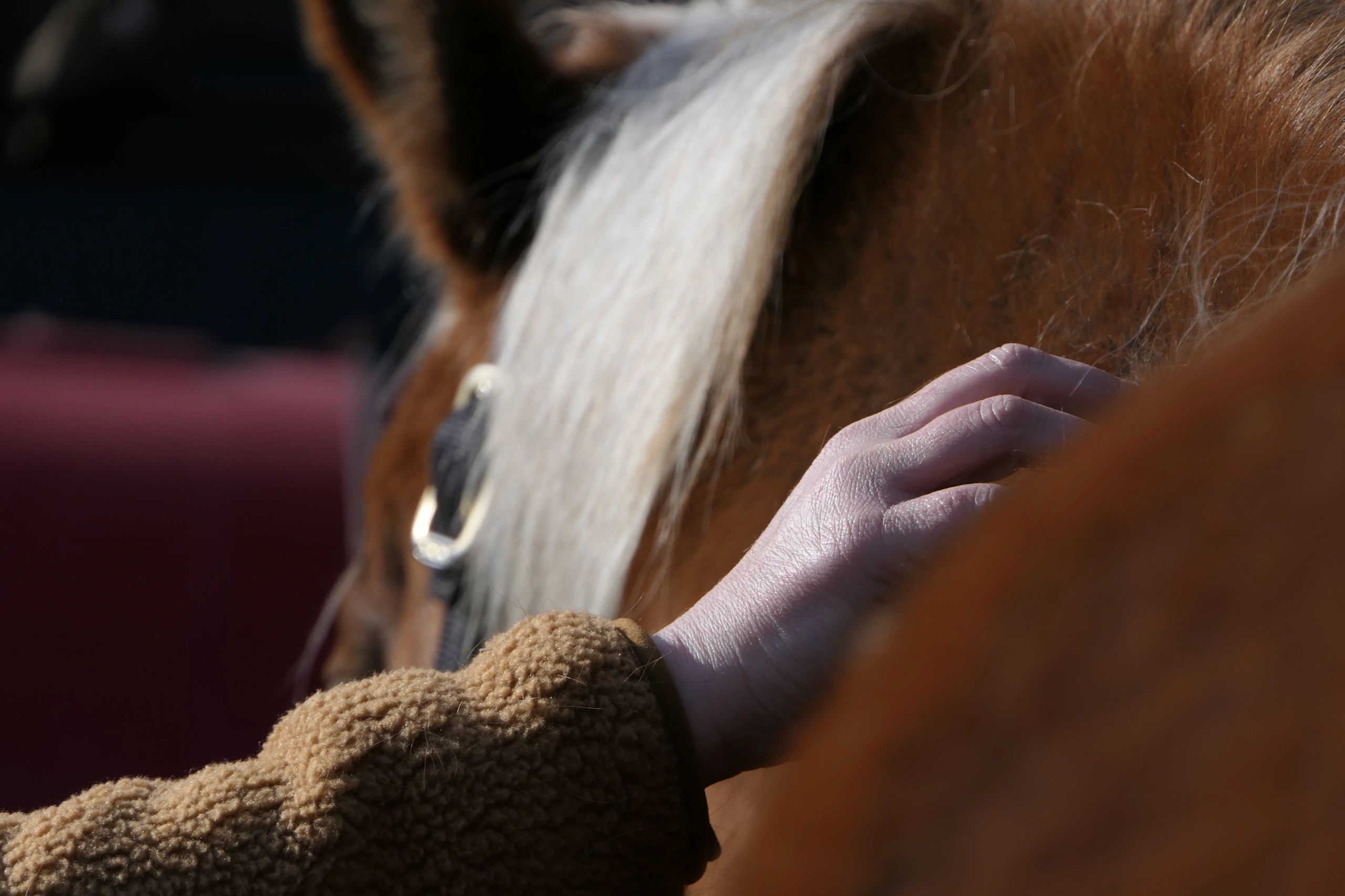 Equine Therapy for Bereavement