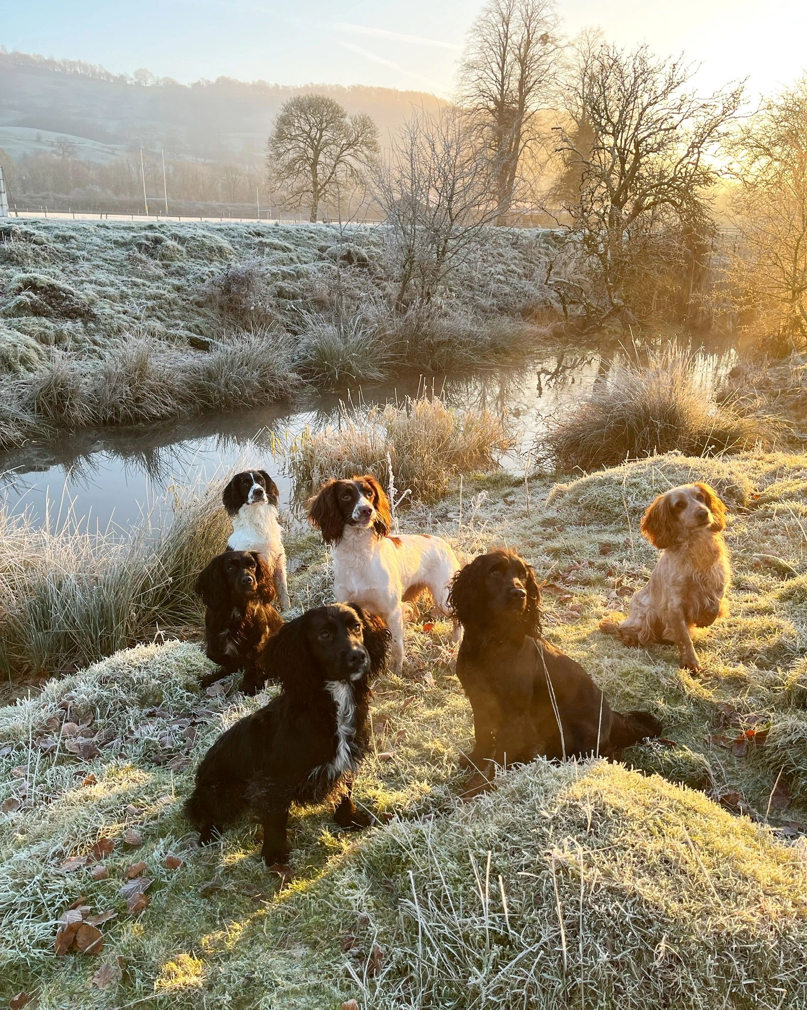 Carsoncroft Spaniel s