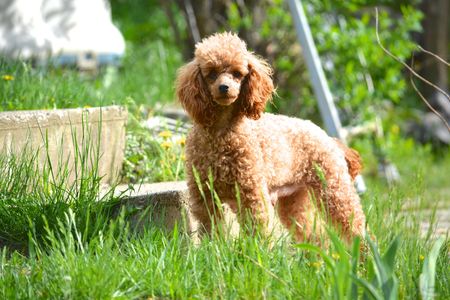 Our Dogs | My Cavapoos