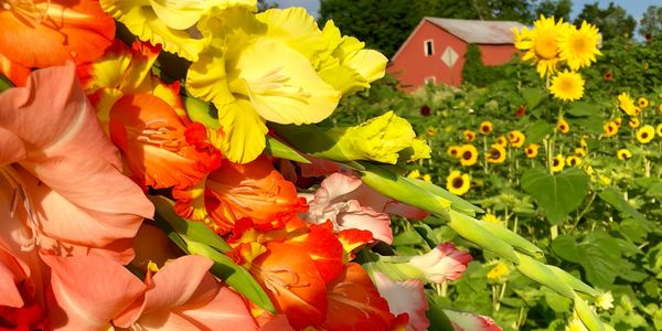 Mossbrook Roots Flower Farm - Florist - Plattsburgh, New York