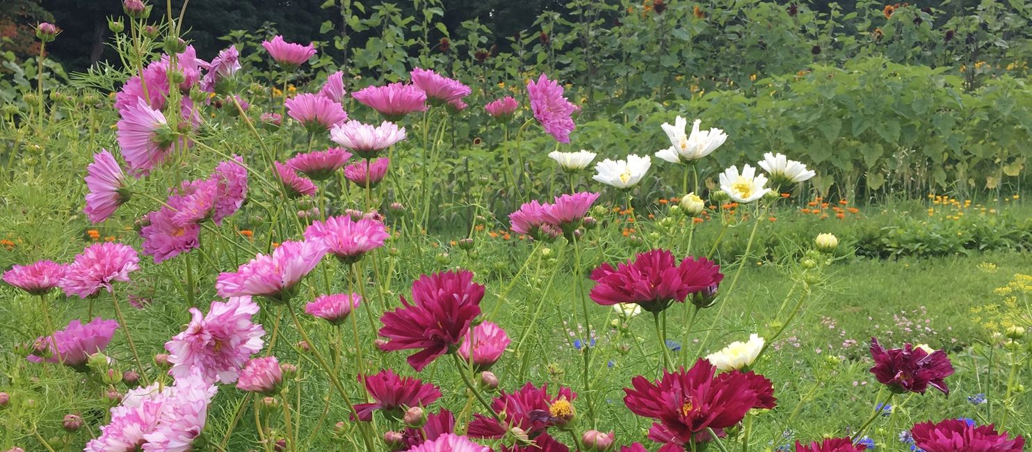 Mossbrook Roots Flower Farm - Florist - Plattsburgh, New York