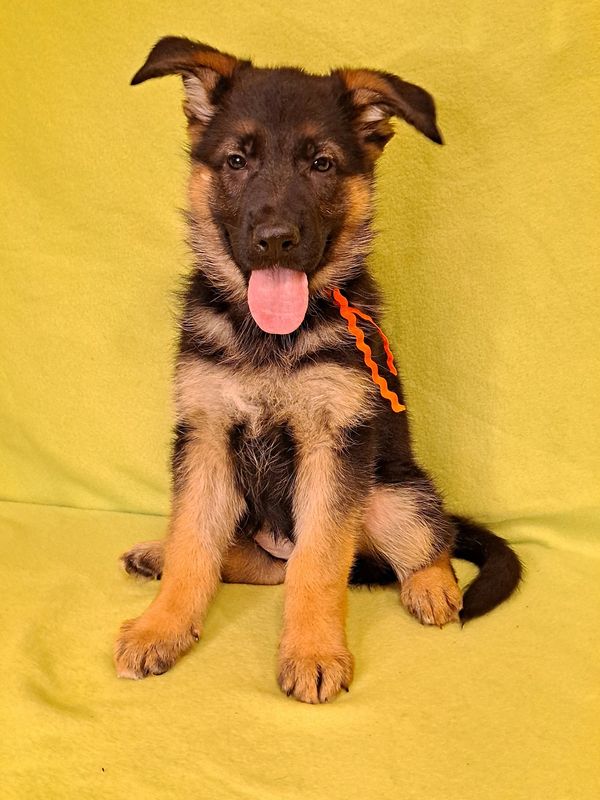 German Shepherd Puppies for Sale - Vom Buflod German Shepherds