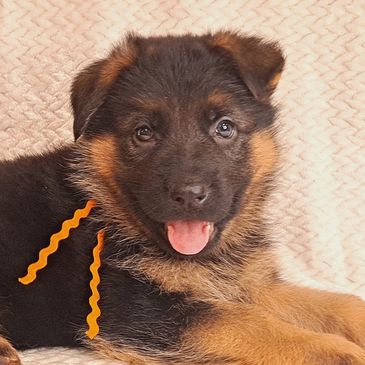 GERMAN SHEPHERD PUPPIES