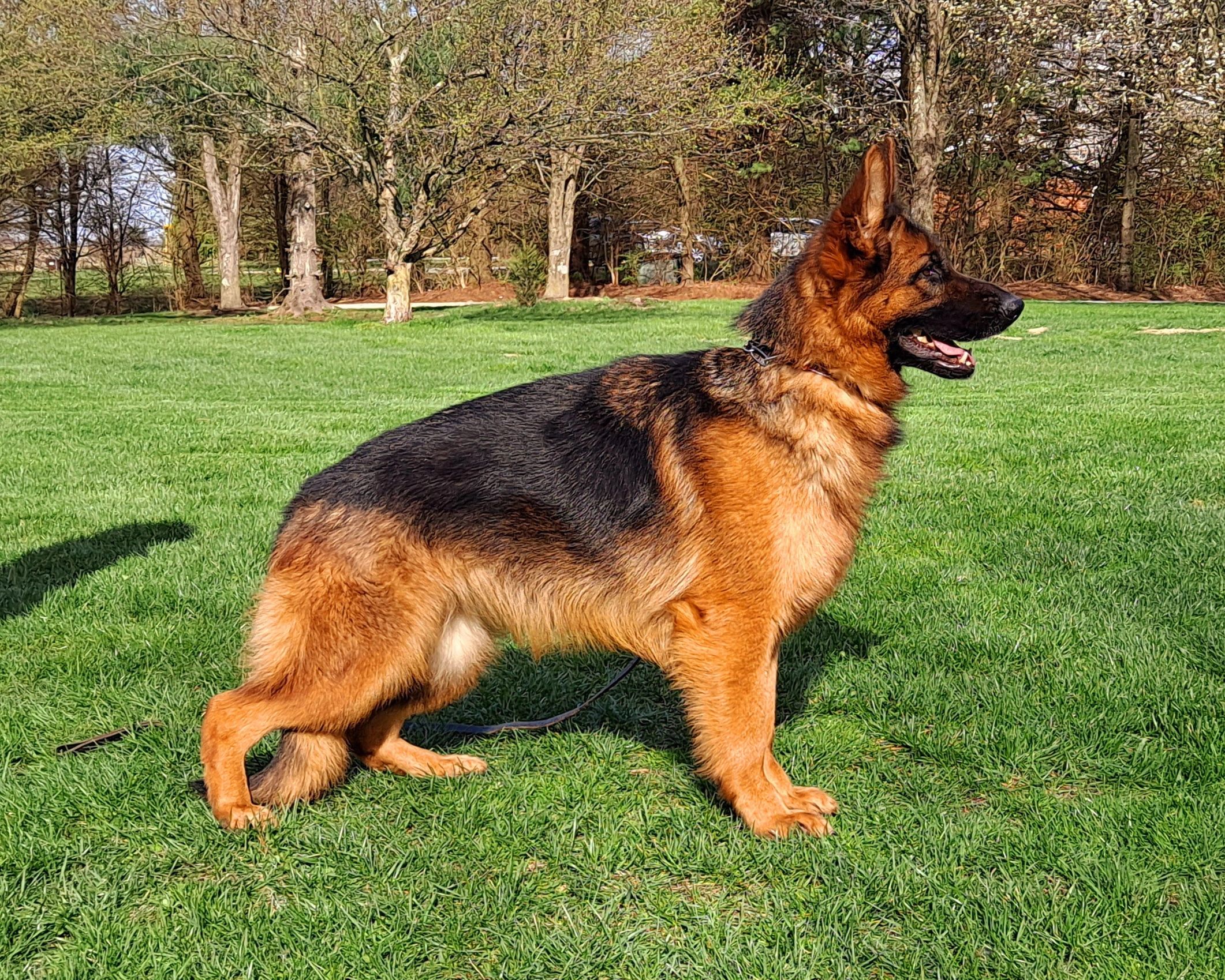 ADULT GSDS AVAILABLE