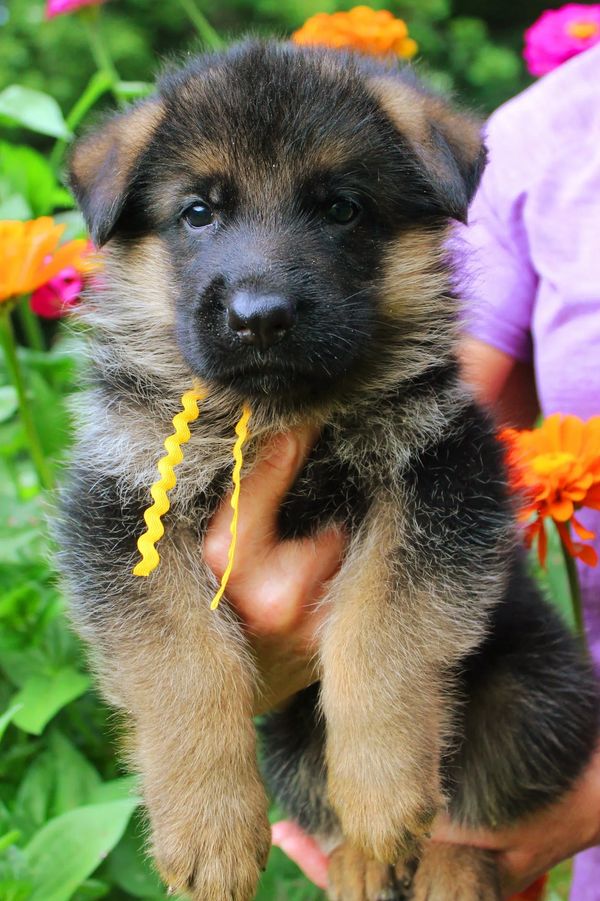 GERMAN SHEPHERD PUPPIES