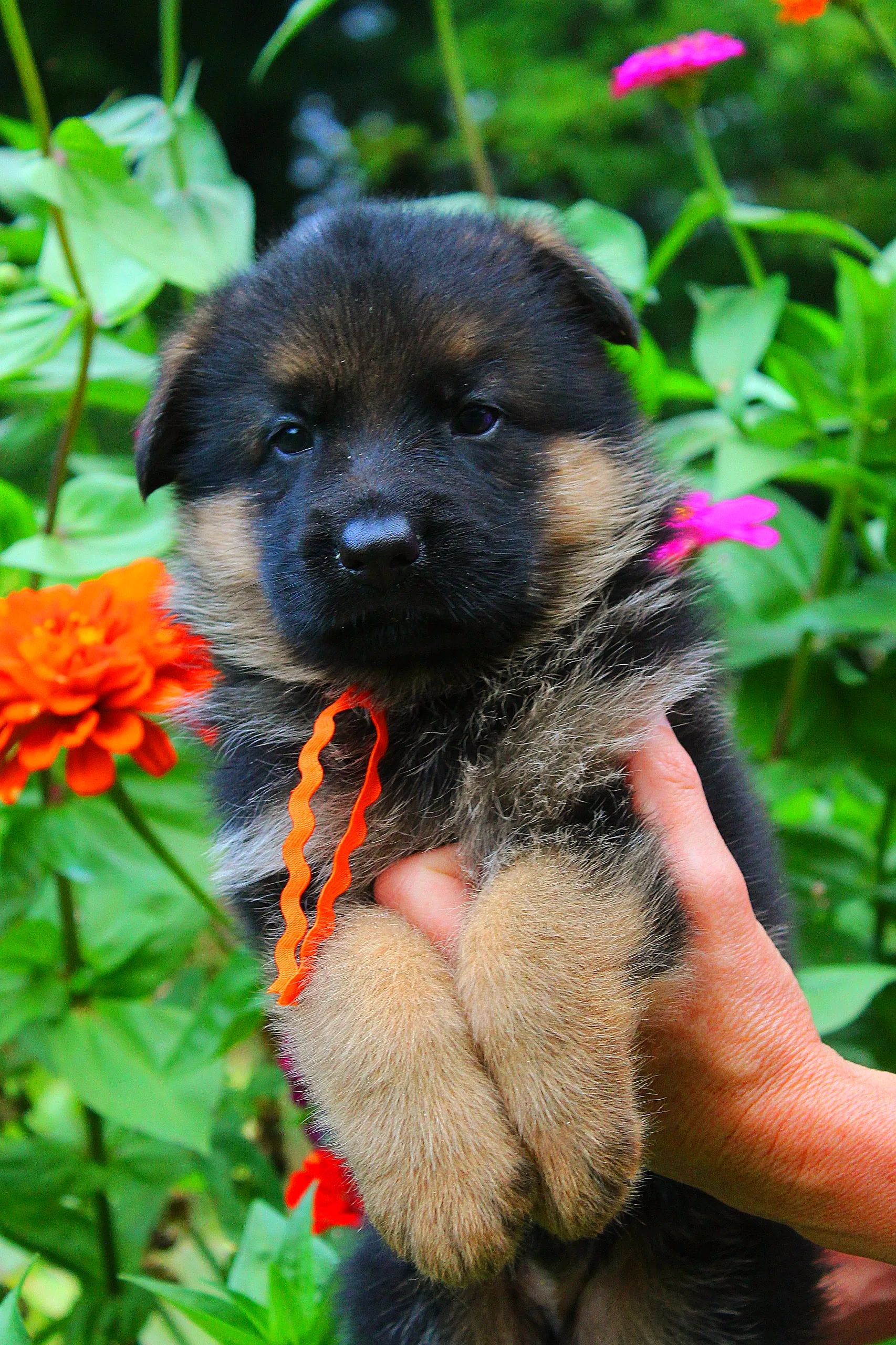 GERMAN SHEPHERD PUPPIES